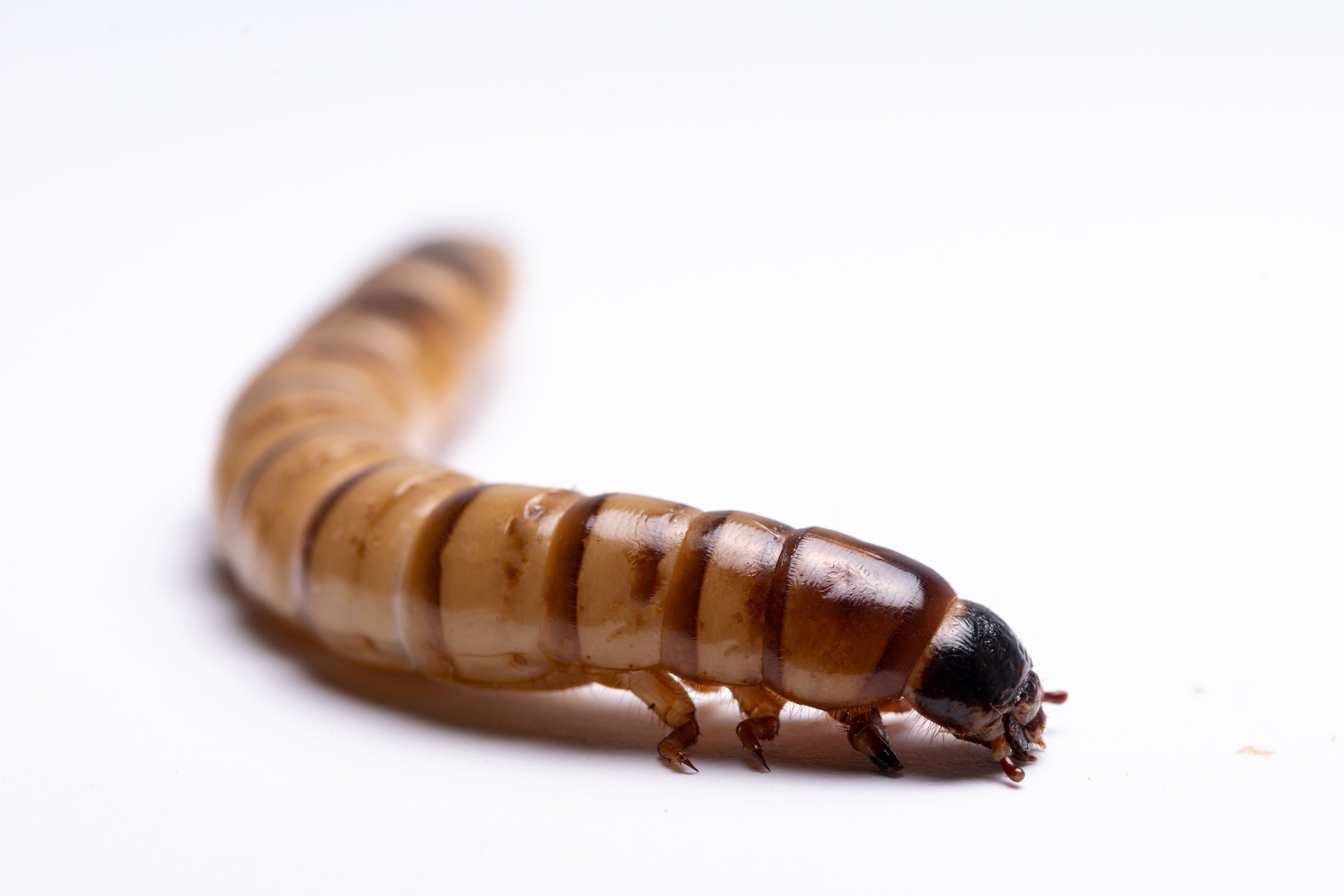 Live Feeders | Rainforest Pets,LLC