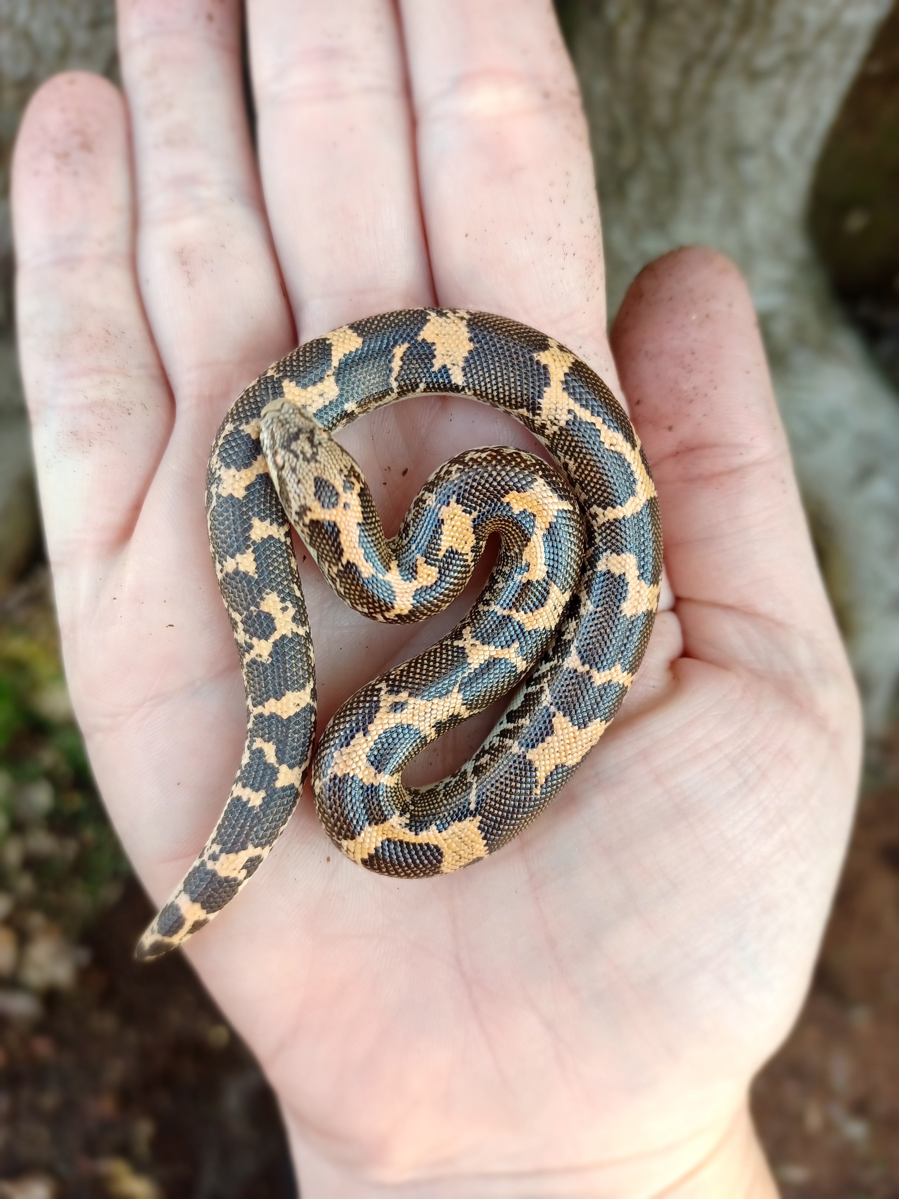 Kenyan Sand Boa Baby | Rainforest Pets,LLC