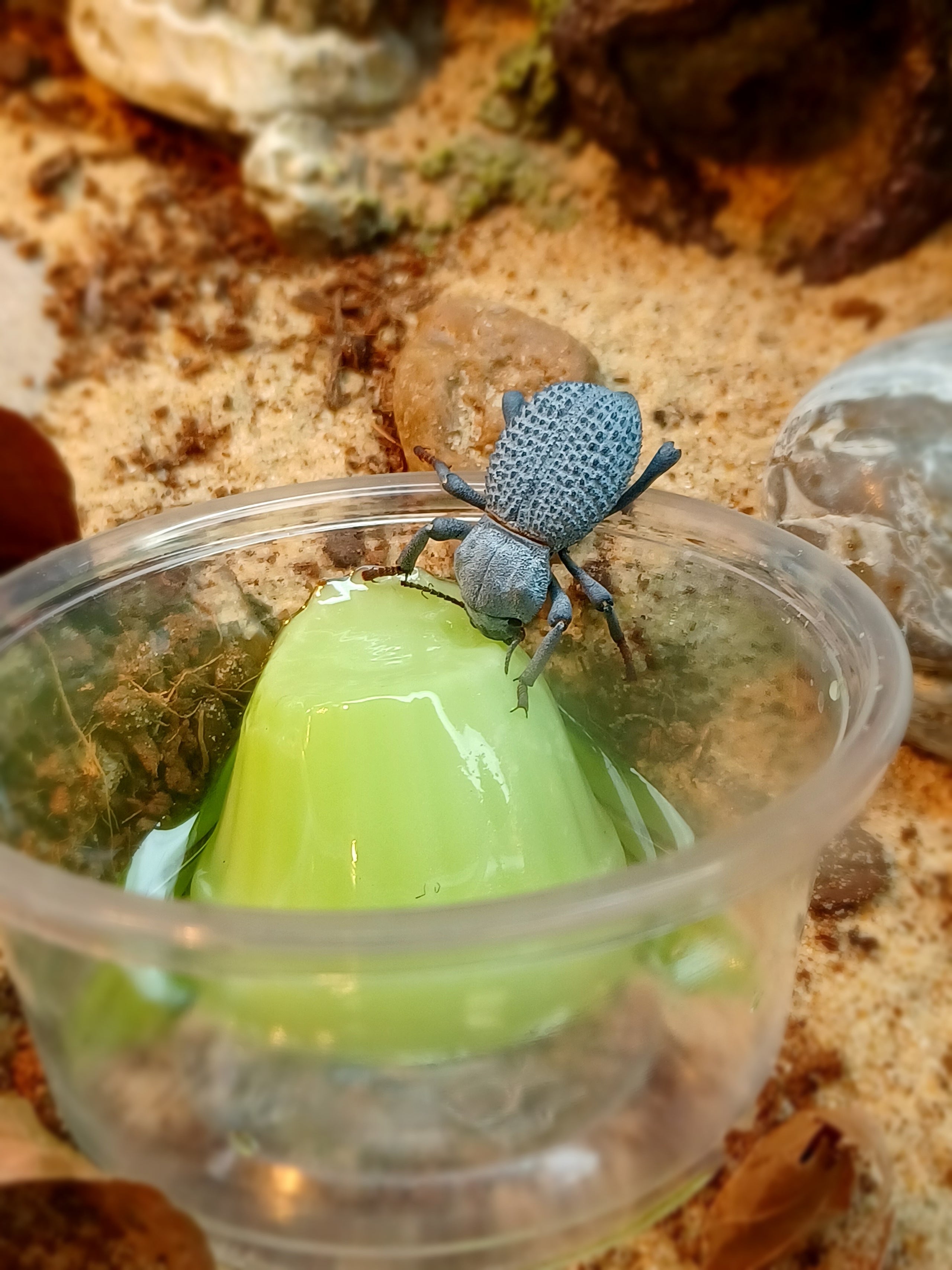 Blue Death Feigning Beetles Rainforest Pets Llc