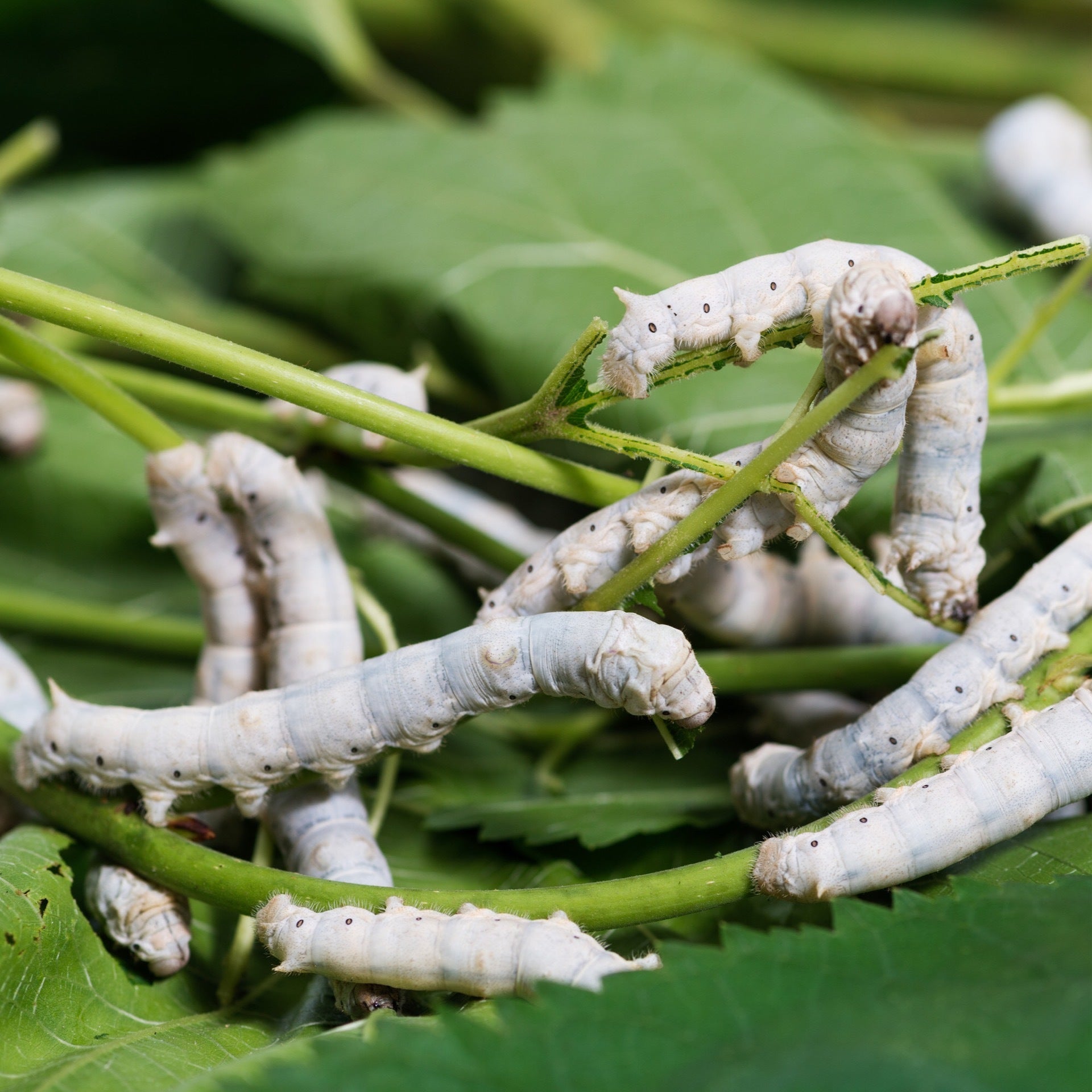 Green Silk Worm