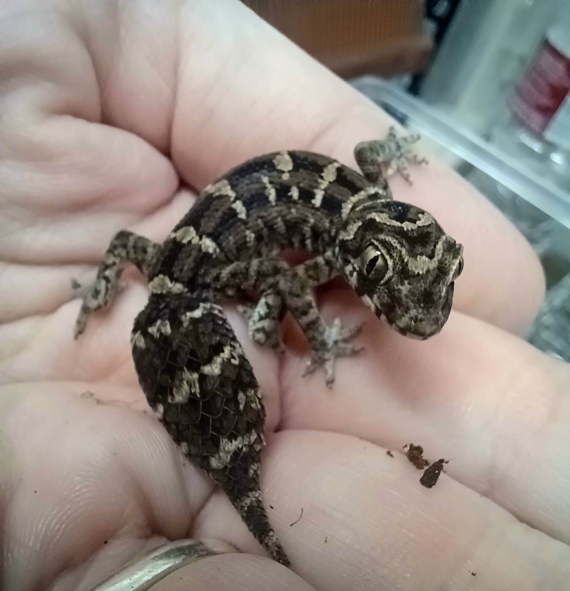 Viper Gecko Sub Adult | Rainforest Pets,LLC