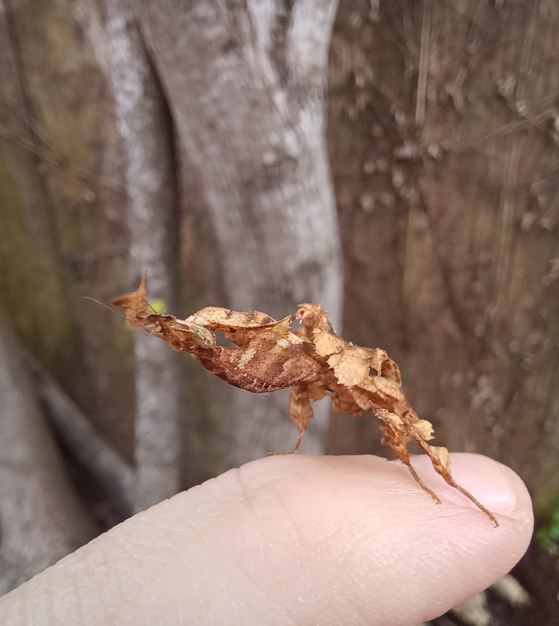 Mantis Ghost | Rainforest Pets,LLC