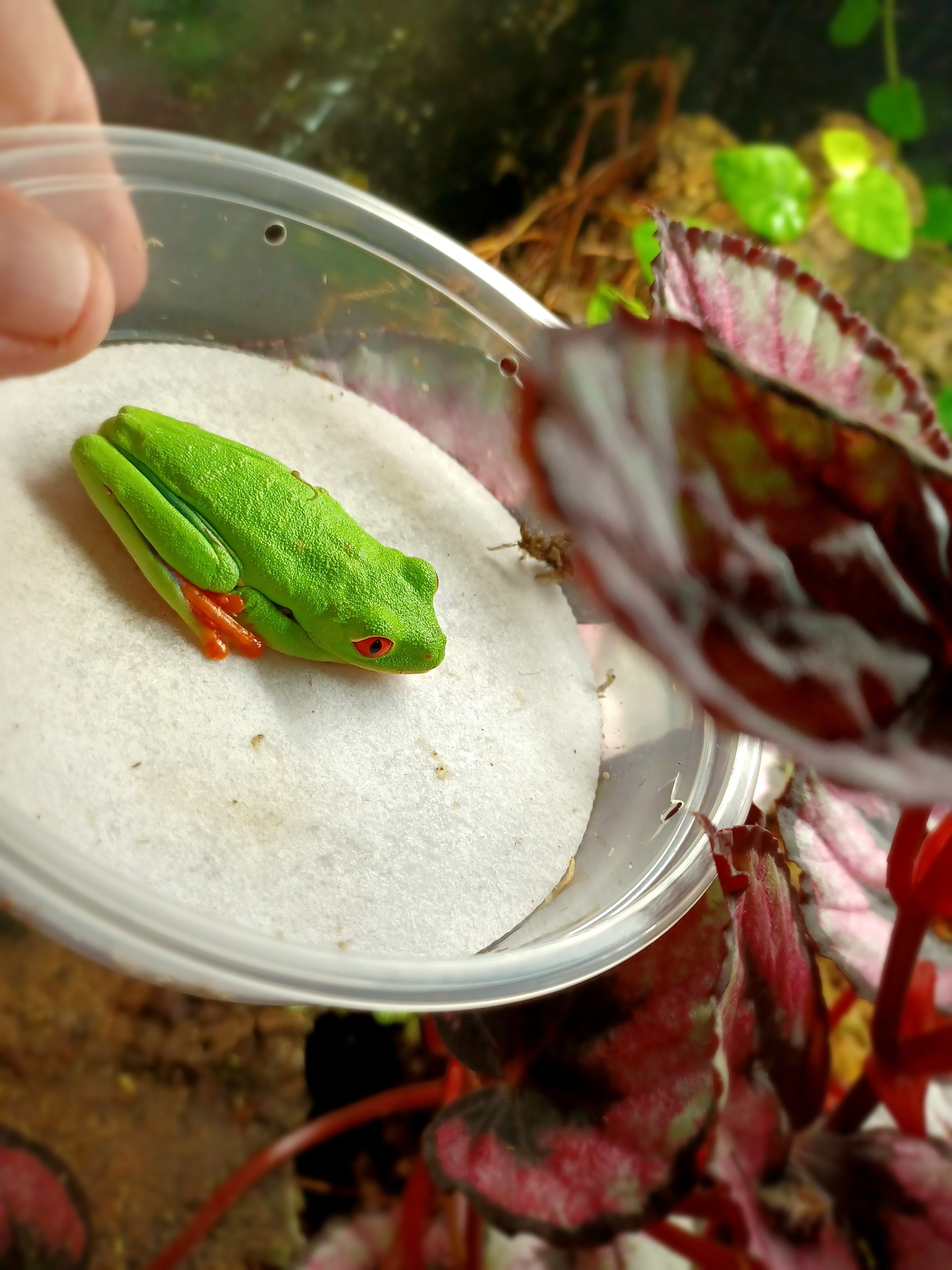 Red Eye Tree Frog | Rainforest Pets,LLC